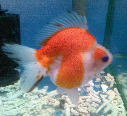 Capture life as I see it: Ruby Tuesday: Aquarium Fish Photography